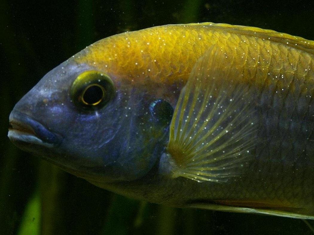 Fish Ick (Ich) - Diagnosis and Cure - All About Tropical Fish