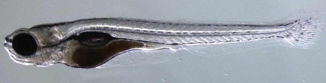 Zebra Danio Fish - All About Tropical Fish