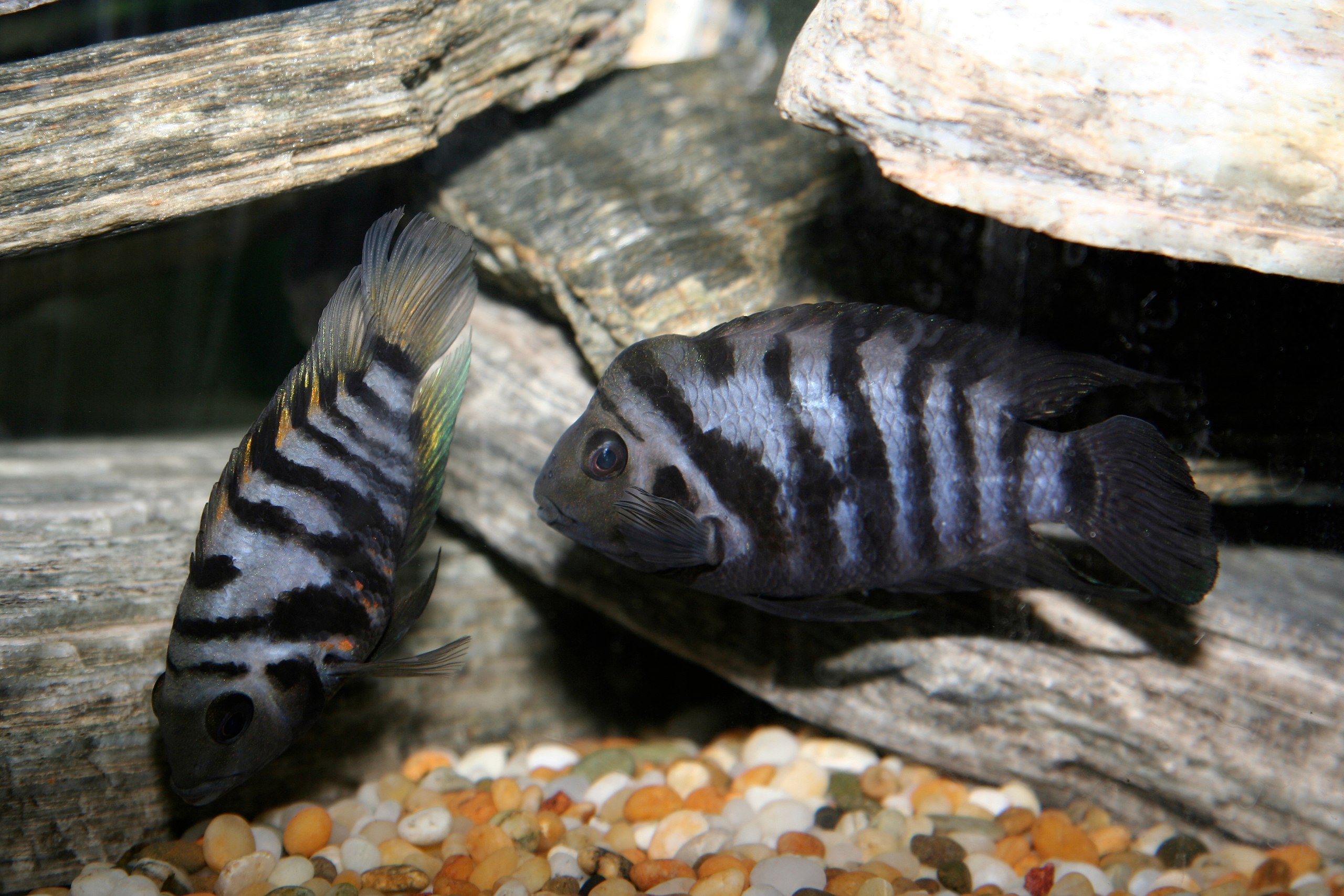 Convict Cichlid Fish - All About Tropical Fish