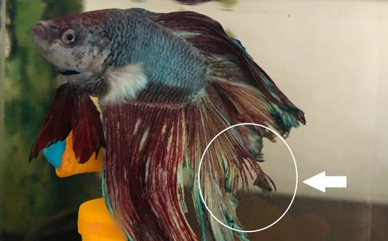 Freshwater Fish Tank Fin Rot - All About Tropical Fish